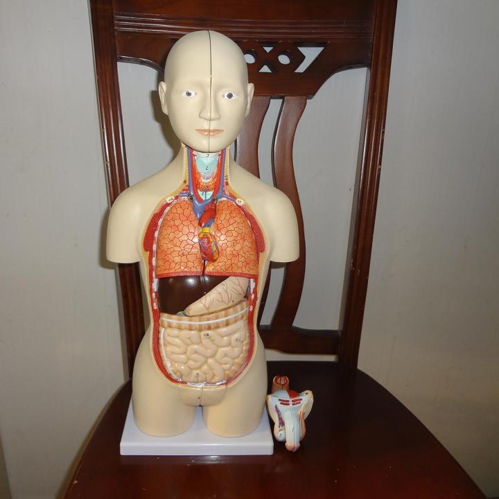 50cm Human Anatomy Premium Female/Male torso Health Assembly Visceral ...