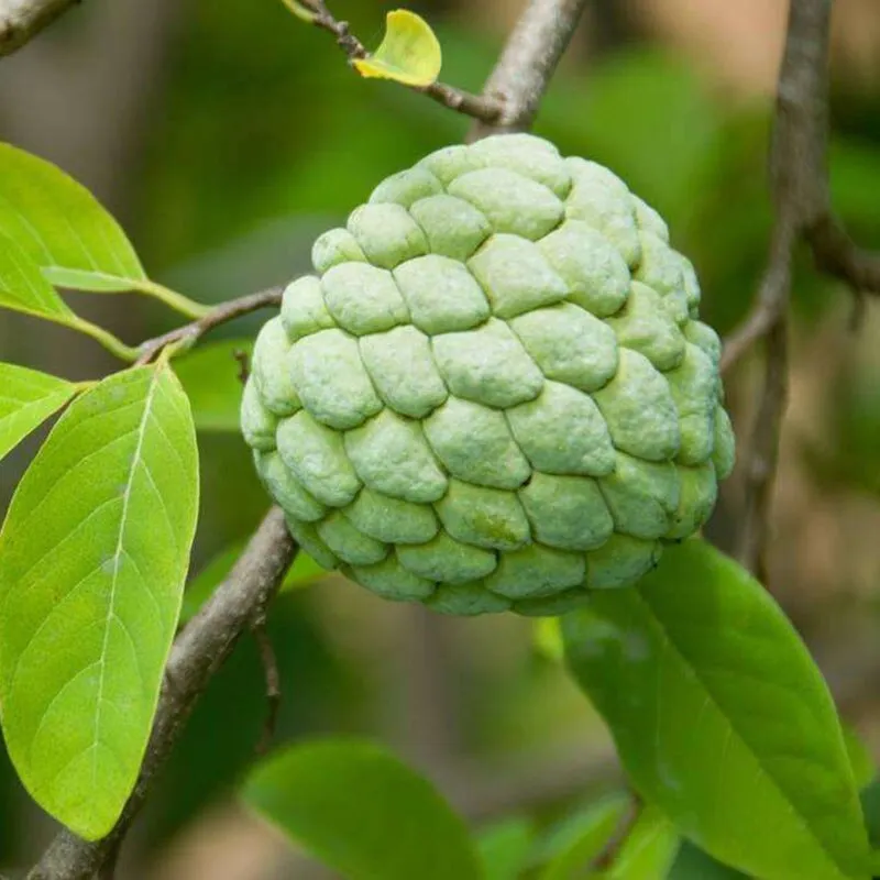 Custard Apple Tree Bonsai Apple Flores Fruit And Vegetable Plantas