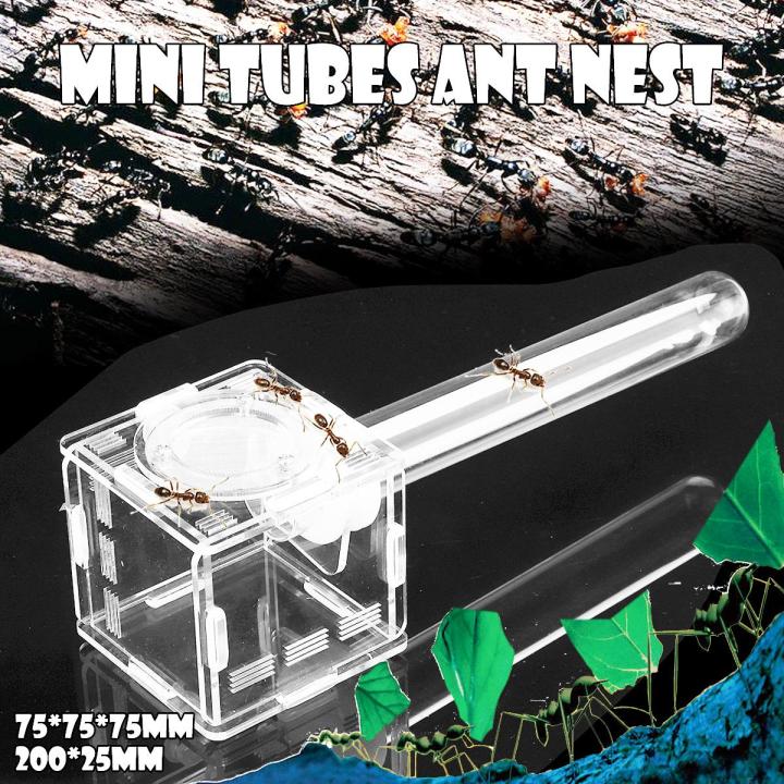 Mini Ant Nest Farm Glass Tubes For Live Ants Queen Ants Small Colony ...