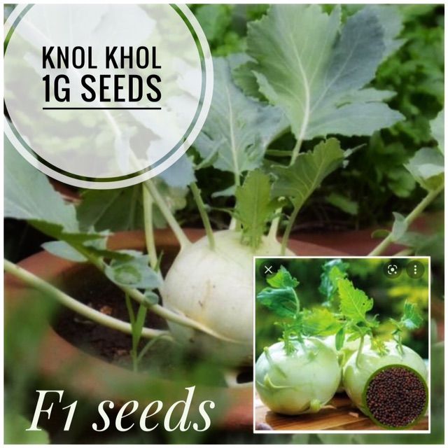 Knol khol f1 seeds pack home garden. 1 g නෝකොල් බීජ | Daraz.lk