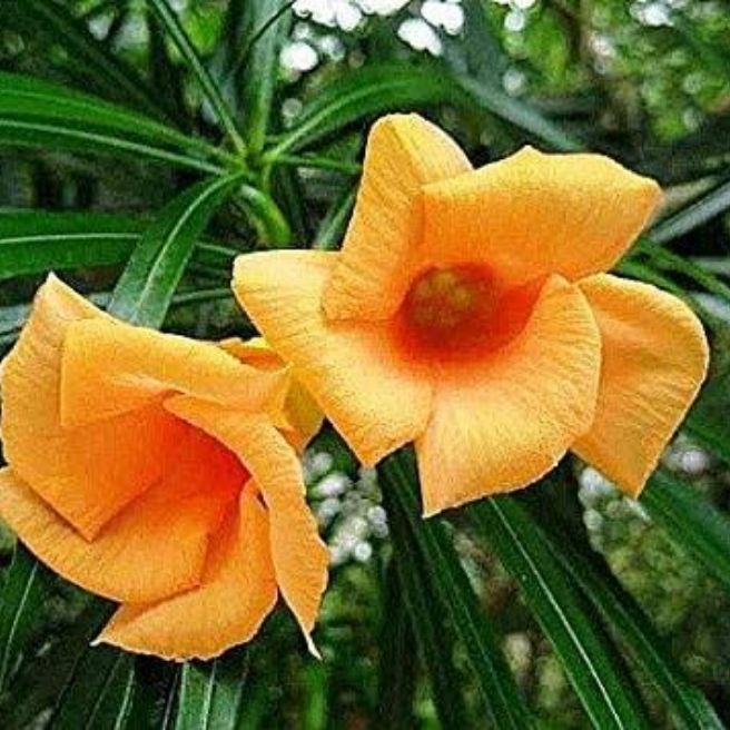 Kaner Orange Flower / Oleander Orange Flower Live Plant | Daraz.pk