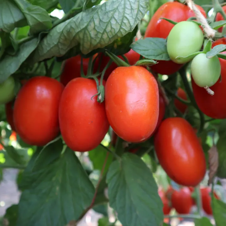 Tomato Long F1 hybrid Seeds 30+ High Yield - Easy to grow – Moji Mall ...