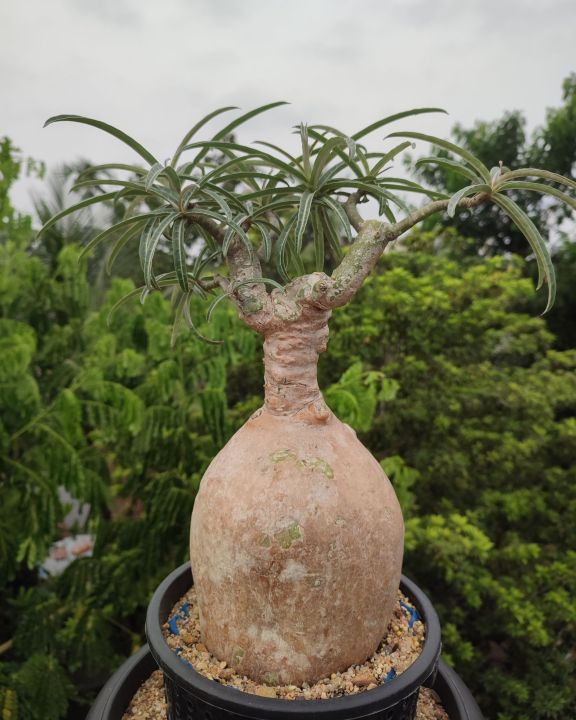 Adenium Nova Tanzania Seeds grown plant | Daraz.com.bd
