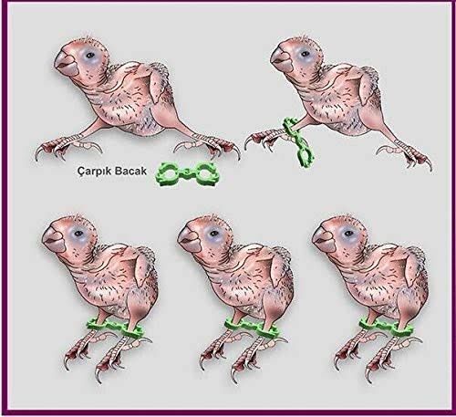 Bird Leg Hobble - Leg Hobble for Parrot (1 PC) | Daraz.pk