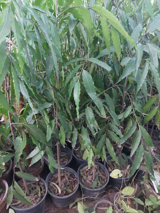 Ulta Ashok plant (Ashoka tree or Sorrow-less Tree) about 2 feet in size ...