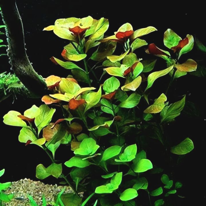 Aqua Plant World - Ludwigia Repens- Live Aquatic Fast Growing Plant for ...