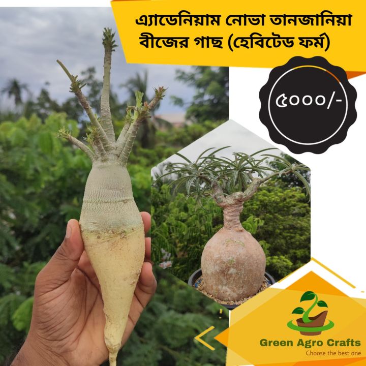 Adenium Nova Tanzania Habitate form seeds grown plant | Daraz.com.bd