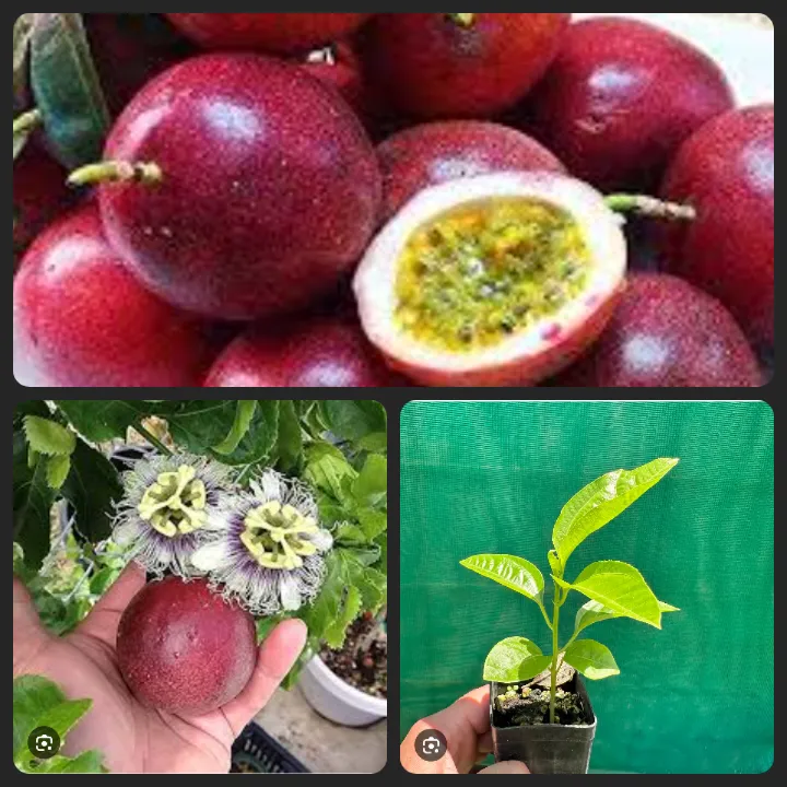 Red passion seeds pack for your home garden | Daraz.lk
