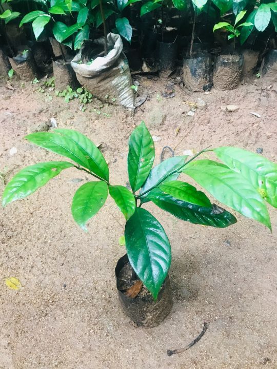NUTMEG PLANTS SADIKKA PALA සාදික්කා පැල | Daraz.lk