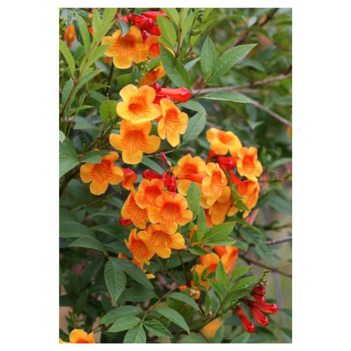 PlantVine Tecoma Stans 'Orange Jubilee', Yellow Elder, Esperanza ...