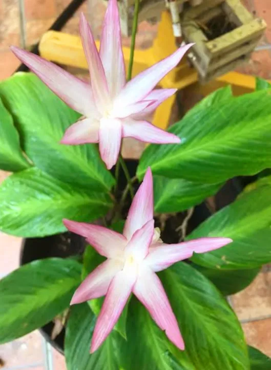Ground lotus calathea/ Calathea with flowers/ lotus plant/ lily plant ...