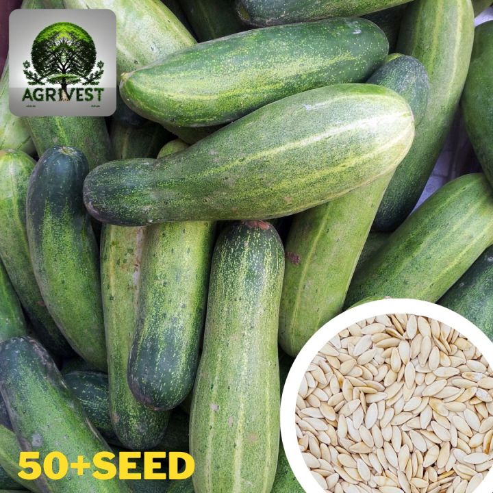 Deshi cucumber seed , Deshi shoshar bij 50+ | Daraz.com.bd