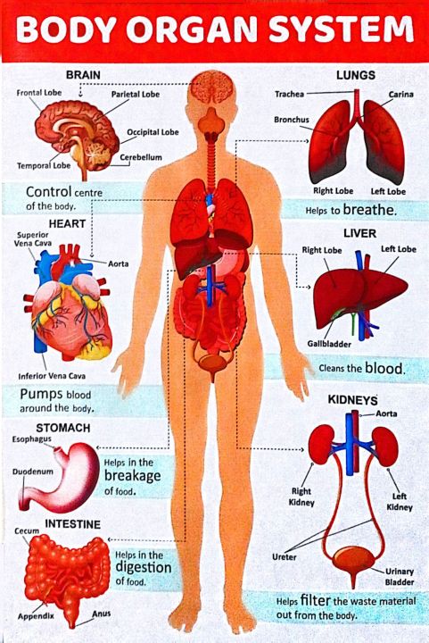 Human Body Organ System Chart Poster – Educational Anatomy Wall Chart ...