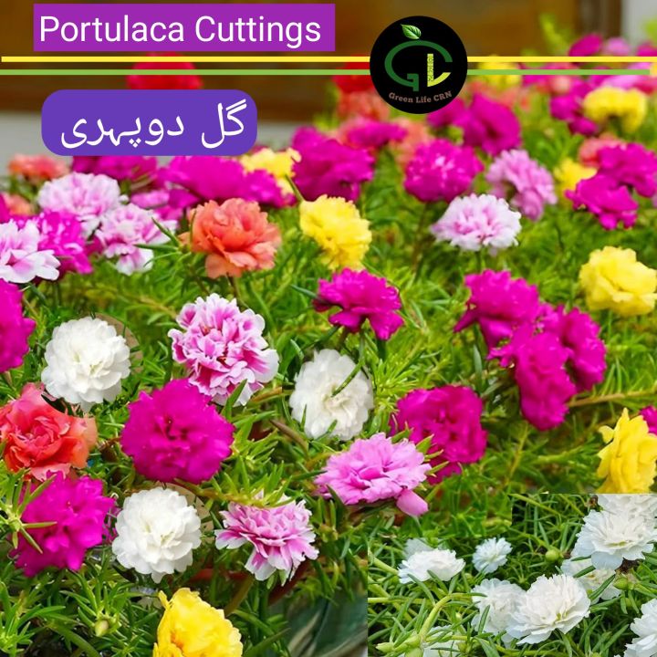 (Pack of 11 Cuttings) Portulaca, Gul e dopehri, moss rose plant cuttings, fresh and healthy ...
