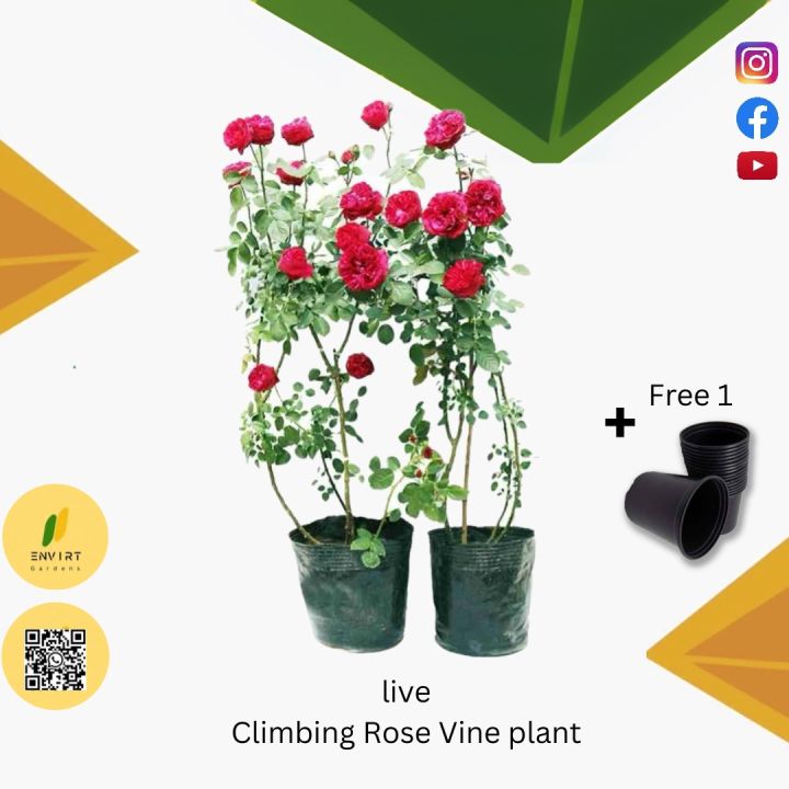 Climbing English Rose vine with pot | All varieties available | not ...