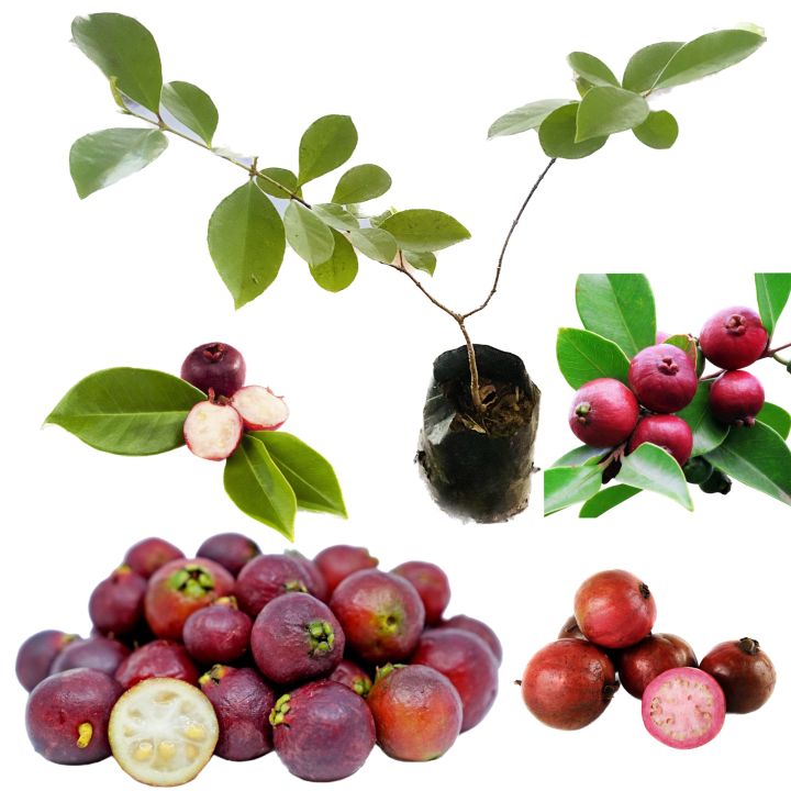 Strawberry Guava Cheena Pera podi Pera pala plant | Daraz.lk