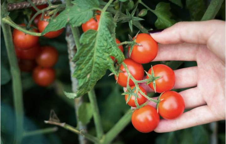 Angel=Sweetie Cherry Tomato Seeds 40 Seeds (Loose Seed) | Daraz.com.np