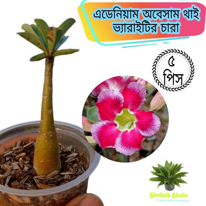 Adenium Obesum Thai rare colour seedlings | Daraz.com.bd