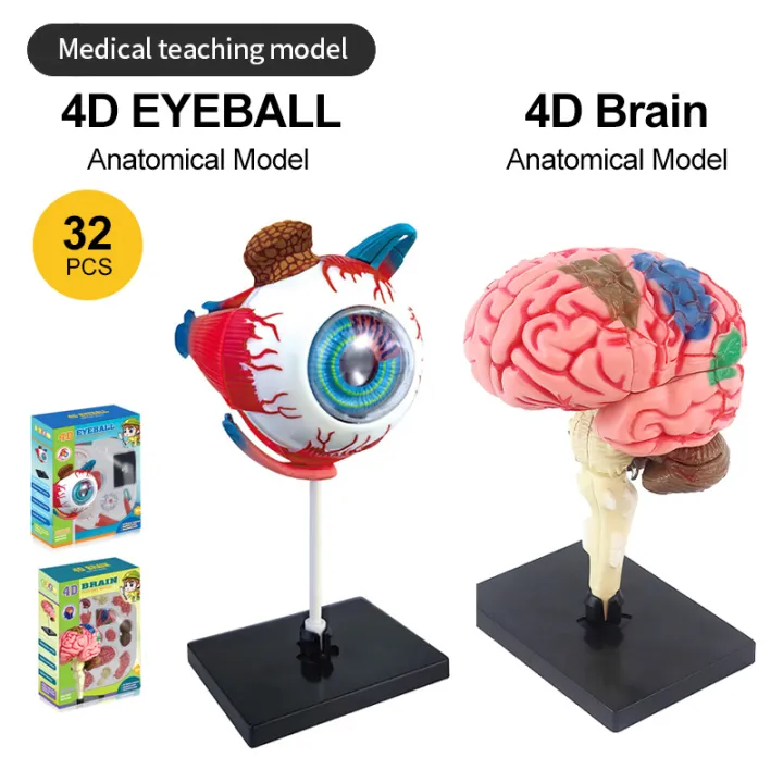 High-Quality 4D Human Brain Anatomy Model Assembly DIY For Medical Biology Studing Teaching tool ...