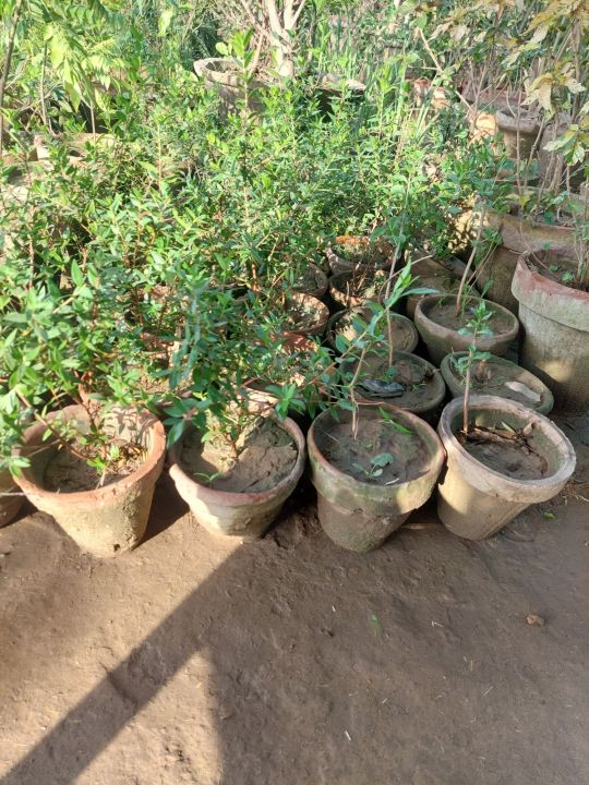 zatoon 🫒 Plant small Size about 1 feet without gamla | Daraz.pk