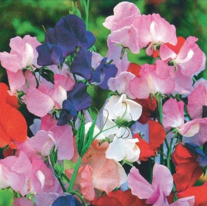 Sweet Pea Mix F1 Hybrid For Gardening Flower Seeds | Daraz.pk