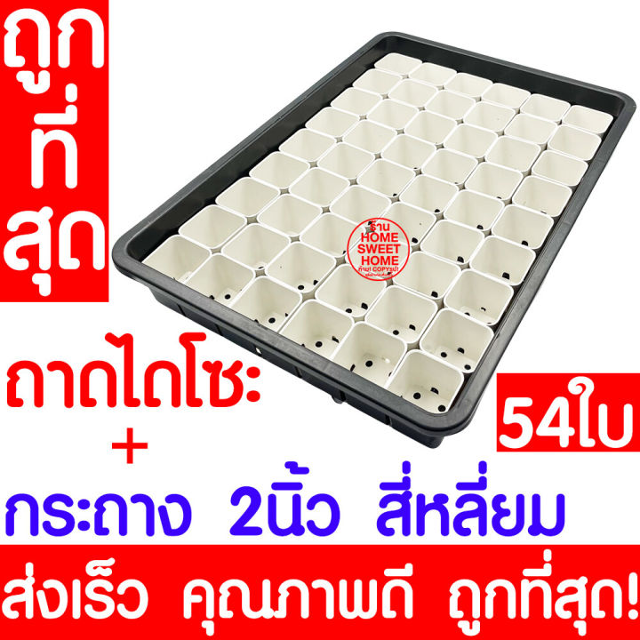 * Quick delivery * Daiso tray, Daiso tray with 2-inch pots, 54 square ...