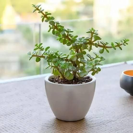 Jade Plant ☘️ ( Crassula ovata) about 12 inch size Best quality | Daraz.pk
