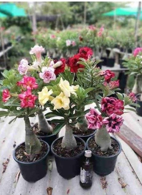 adenium live plant | Daraz.pk