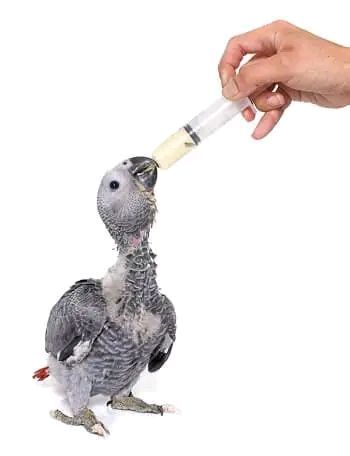 Bird Feeding Syringe | Daraz.lk