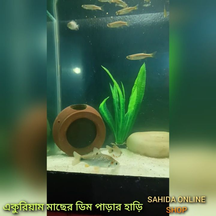 Fish spawn inside the aquarium | Daraz.com.bd