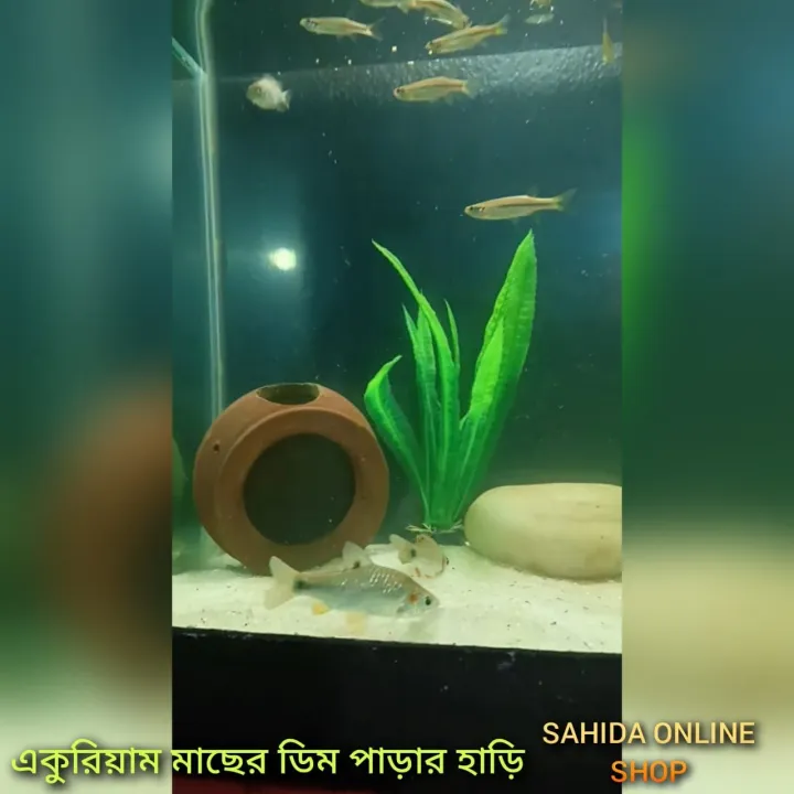 Fish spawn inside the aquarium | Daraz.com.bd