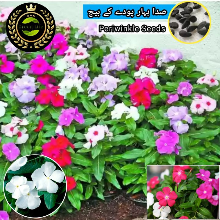( Pack of 50+) Mix Periwinkle Seeds/ Sadda Bahar k beej, flower seeds ...