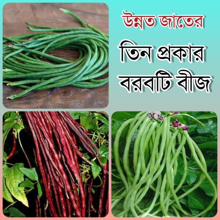 3 Type Borboti Seed 30 Piese - High Quality Borboti Bij | Daraz.com.bd