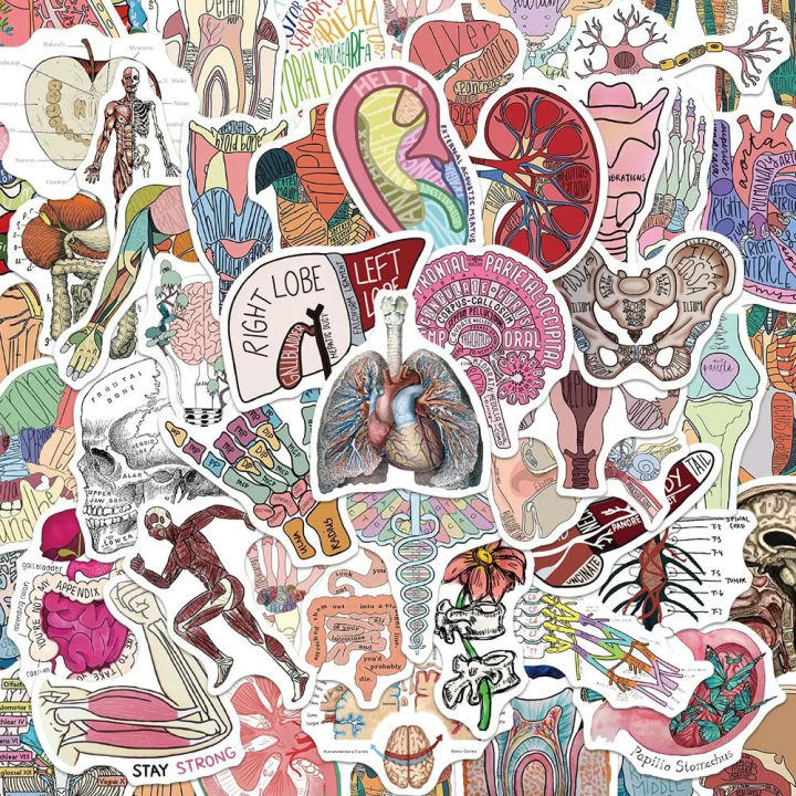 10/30/50pcs Cartoon Human Organ Medical Anatomy Stickers Decals ...