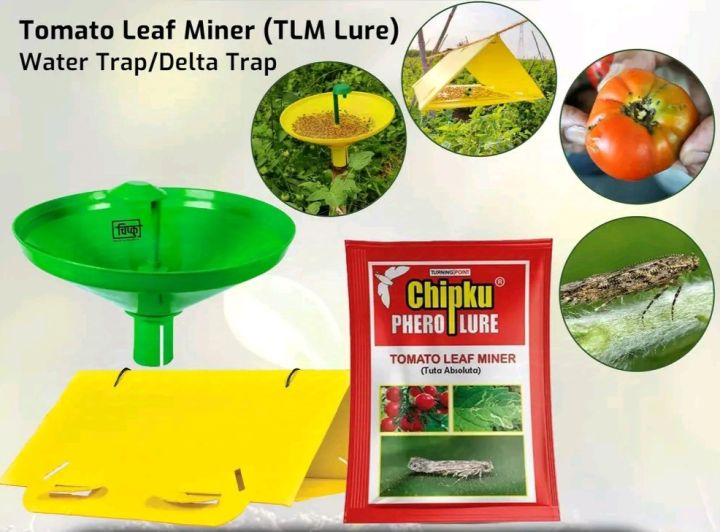 Pheromone Lure and Water Trap for Tomato Leaf Minor (Tuta Absoluta) | Daraz.com.np