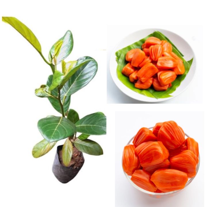 Rathu waraka red jack fruit gini waraka fruit plant | Daraz.lk