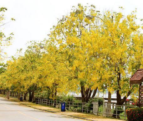 amaltas tree seeds 10 + seeds yellow shower | Daraz.pk