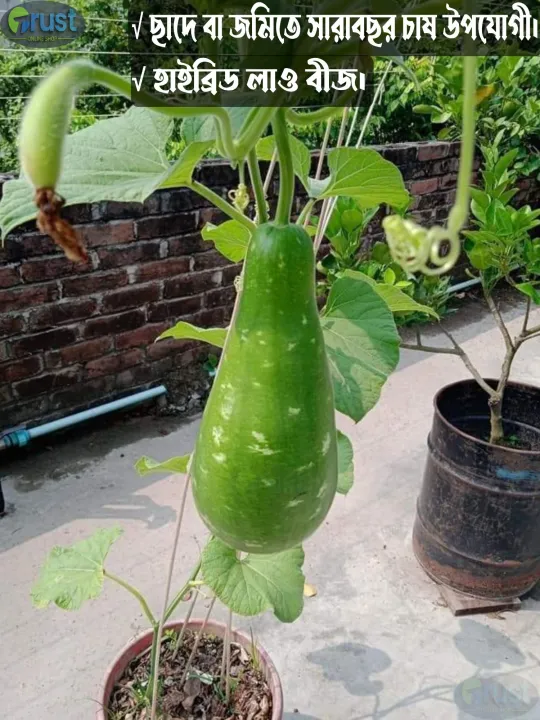Hybrid Gourd /লাউ/ Law Seeds (10+ Seeds & gifts). | Daraz.com.bd