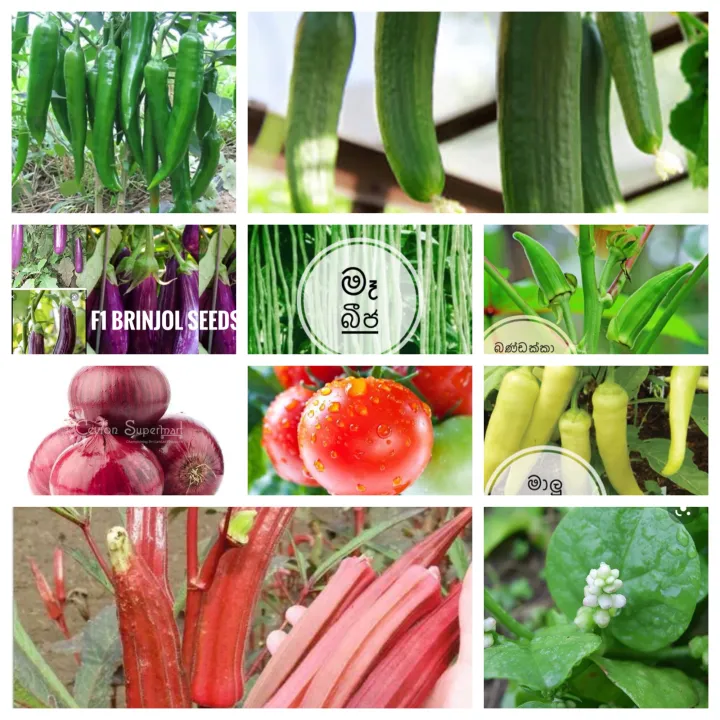 Vegetable 10 varieties package home garden | Daraz.lk