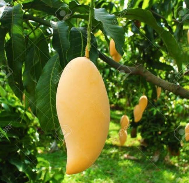 yellow mango tree is the best fruit in Bangladesh | Daraz.com.bd