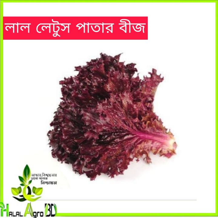 Red Lettuce Pata Seeds-50pcs-লাল লেটুস পাতার বীজ | Daraz.com.bd