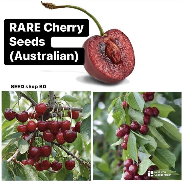RARE Cherry Seeds Australian Variety -05pcs seeds | Daraz.com.bd