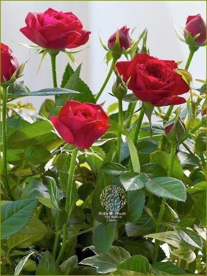 Red color Plant With Growing Bag.Cute Small Rose flower blooming ...