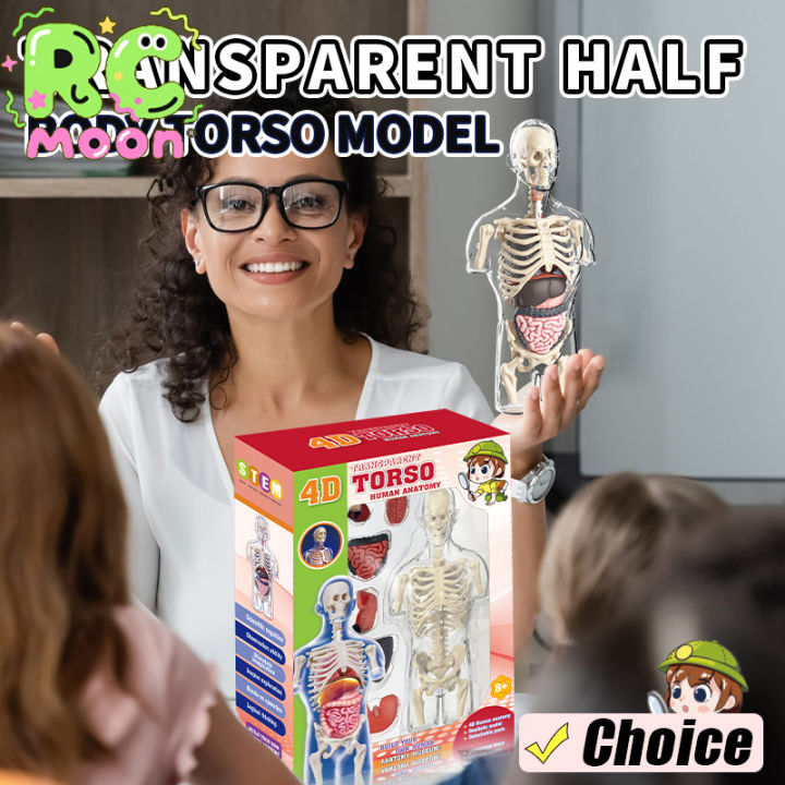 DIY 3D Noctilucent Human Organ Skeleton Model Assembly Anatomy For ...