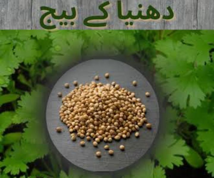 coriander seeds (Dhania k beej)(دھنیا کے بیج)Desi/Germinated/Best ...