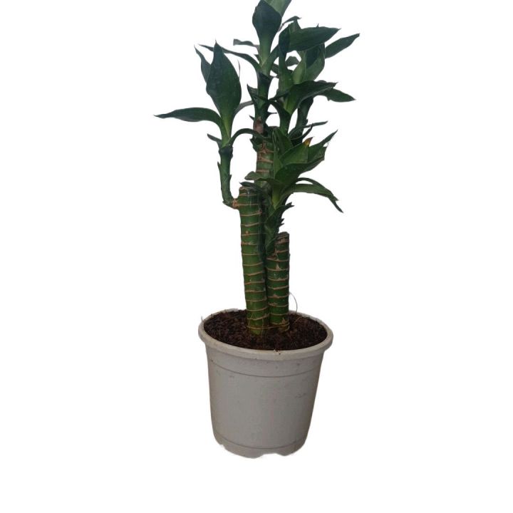 Lucky Bamboo In Soil Mix Substrate 3 Piece Set | Daraz.com.np