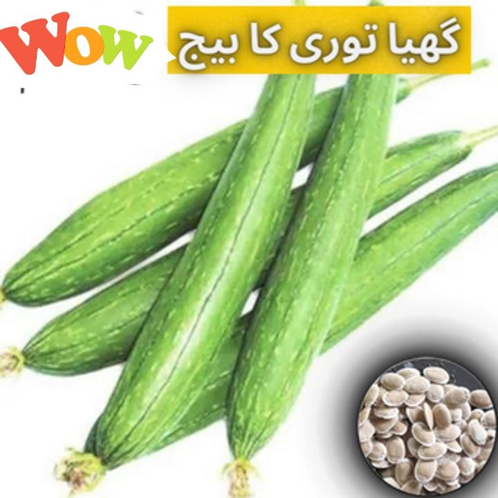 Sponge gourd Seeds (Ghia Tori Ke Beej)(گھیا توری کے بیج) Desi ...