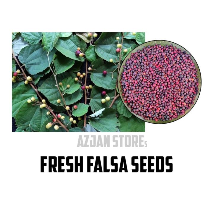 Original and Fresh Falsa Seeds pack of 20 seeds | Daraz.pk