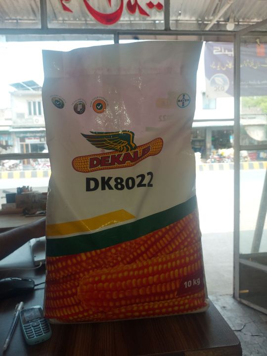 dekalb hybrid corn seed 8022 | Daraz.pk