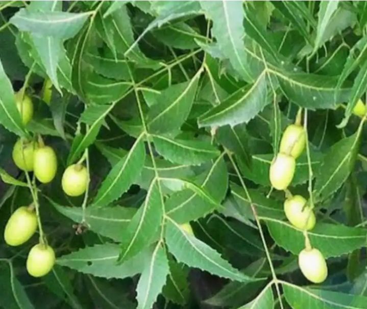 Original kacha neem pata(250gm) | Daraz.com.bd